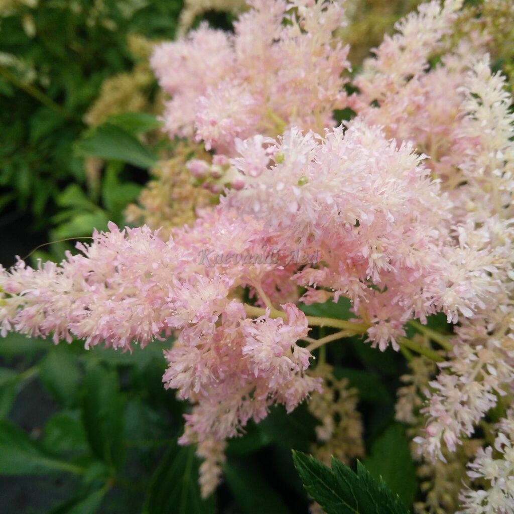 Astilbe chinensis 'Milk and Honey' hiina astilbe - Kaevandi Aed